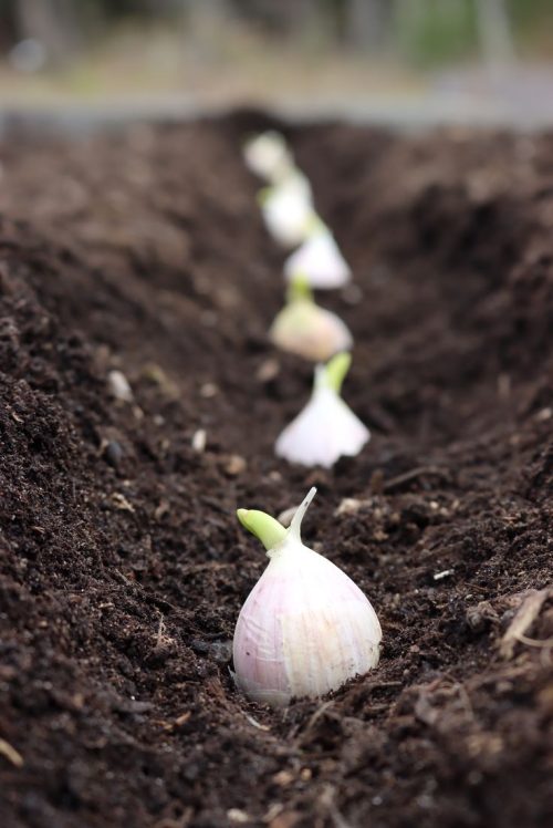Secrets of Successful Garlic Farming – A Lucrative Crop for Farmers ...