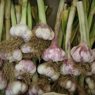 The Many Varieties of Garlic – A Guide to Native and Exotic Types - Poondu